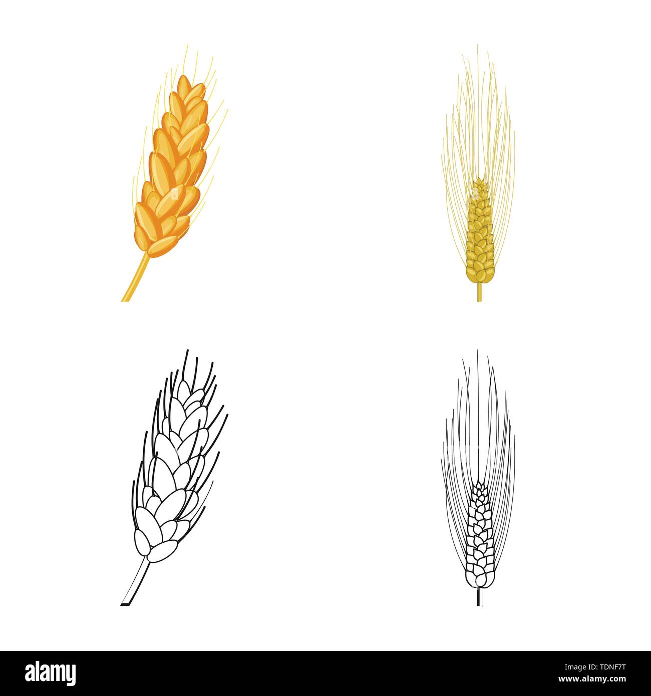 Spring barley flour seed Stock Vector Images - Alamy