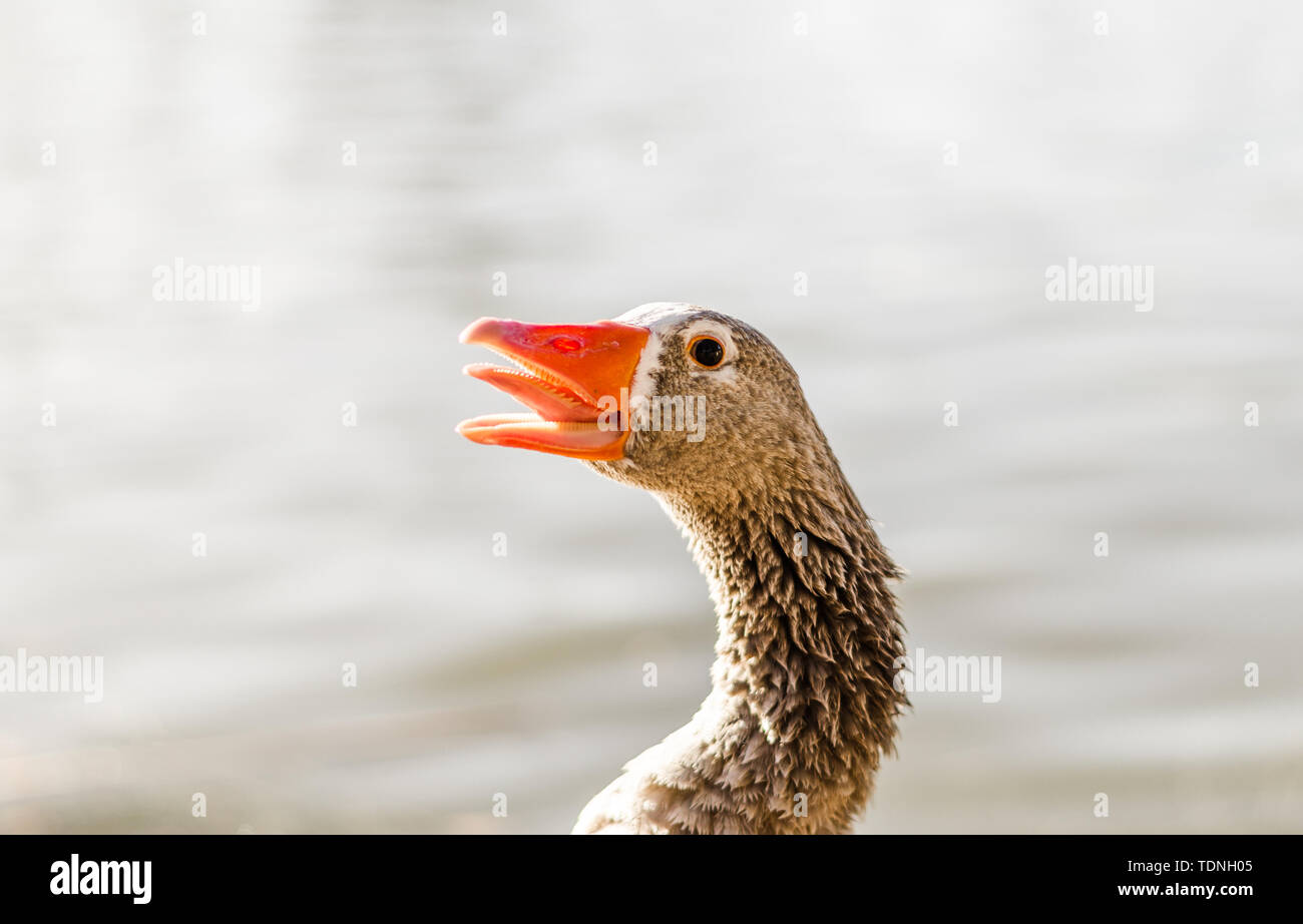 Goose Beak Open High Resolution Stock Photography and Images - Alamy