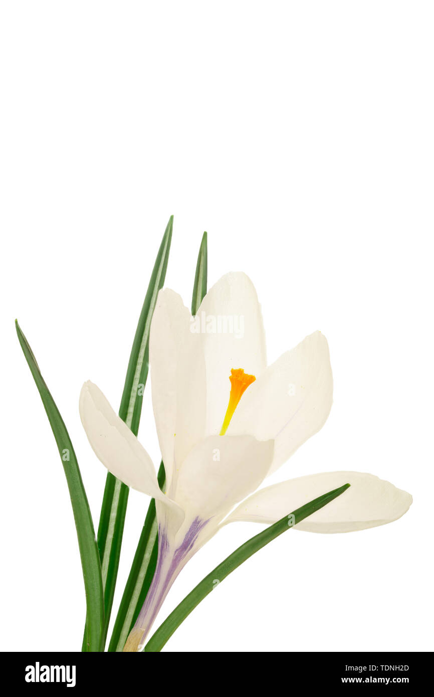 Crocus flower isolated on white background with copy space for your ...