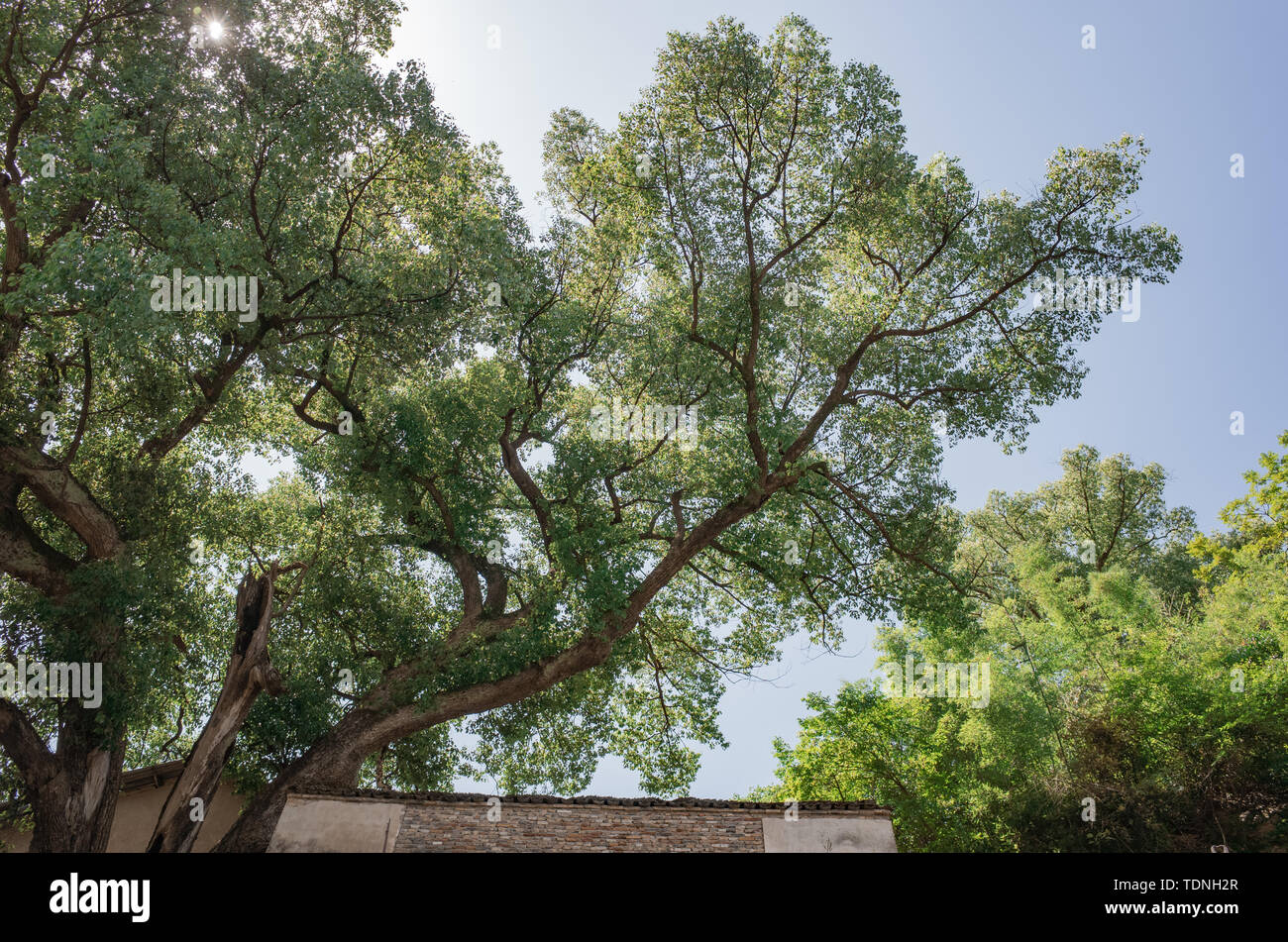 The big tree by the wall Stock Photo - Alamy