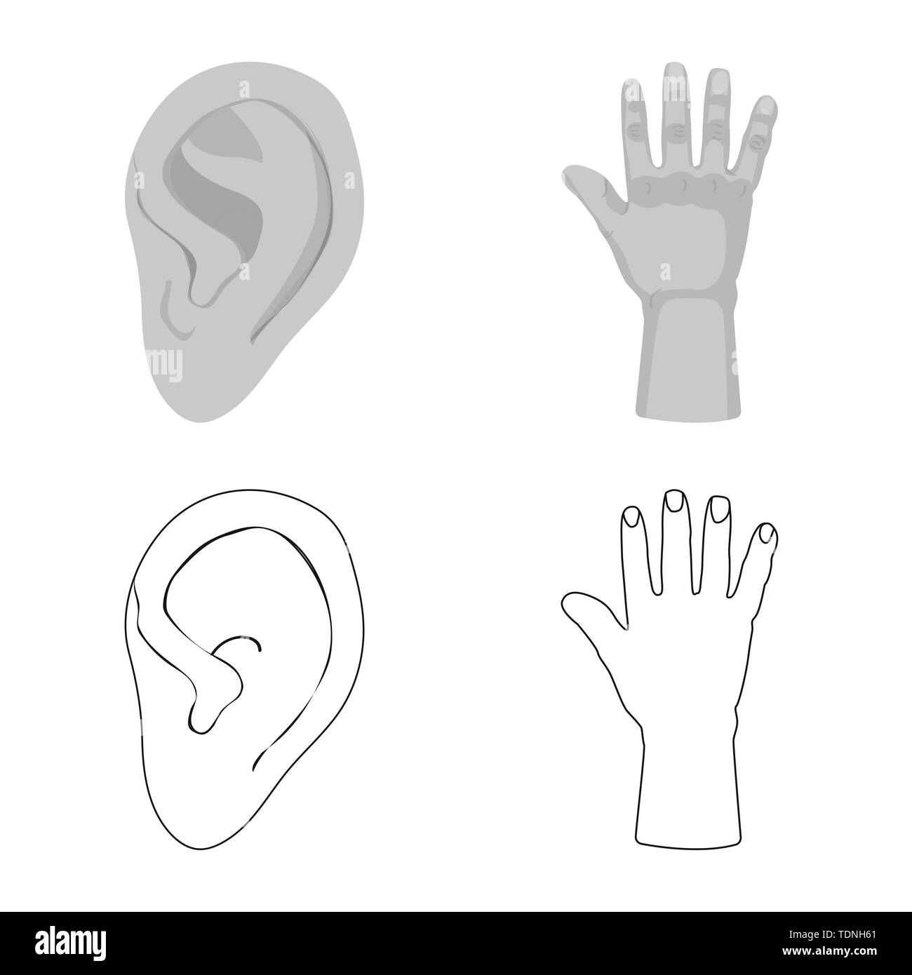Isolated object of body and part symbol. Collection of body and anatomy ...