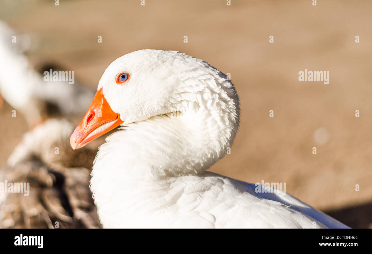 Orange beak hi-res stock photography and images - Alamy