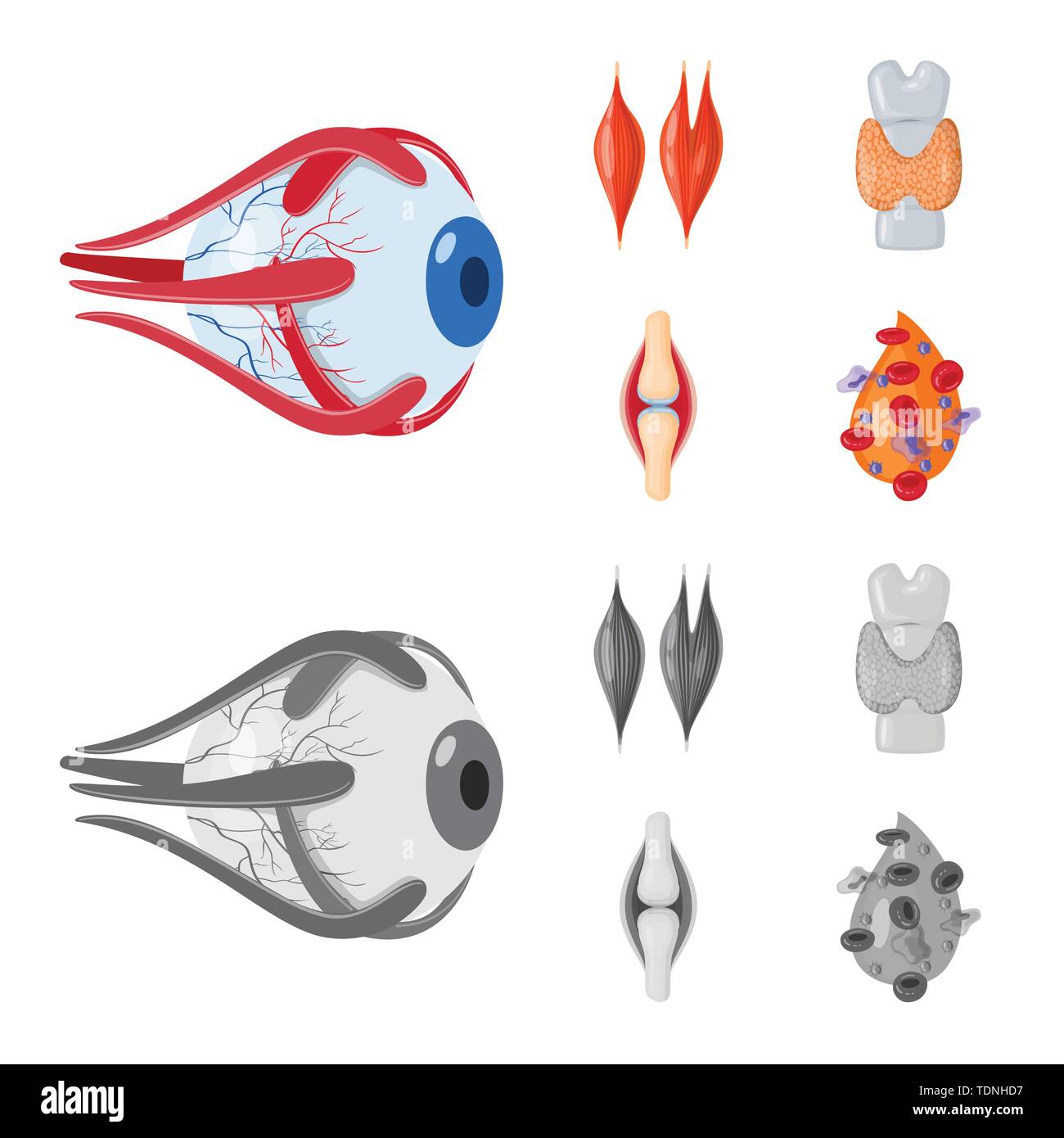 eyeball,muscle,dorsal,bone,blood,eye,organs,spinal,tendon,plasma,cornea ...