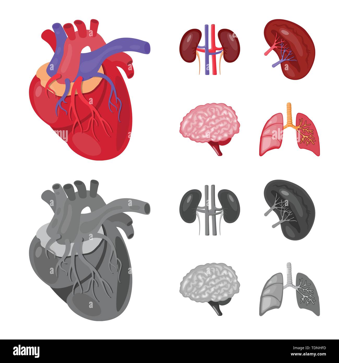 heart,kidney,brain,lung,cardiology,urinary,mind,trachea,cardiovascular ...