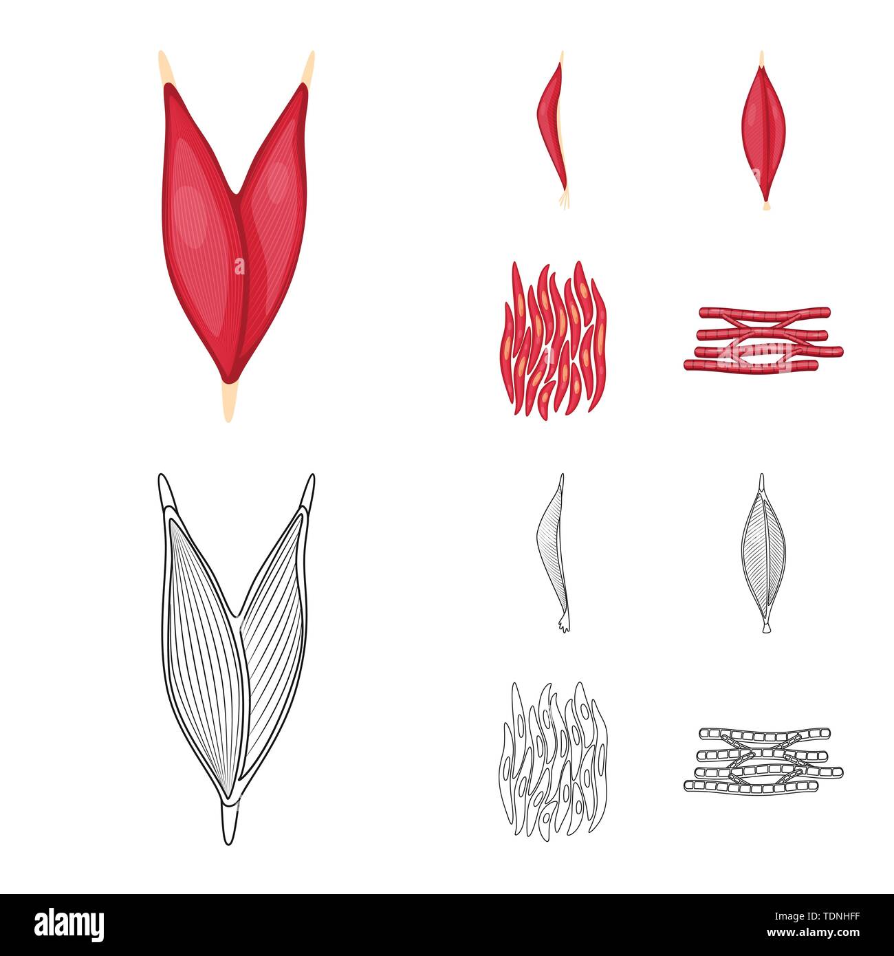 Vector design of fiber and muscular sign. Set of fiber and body stock ...
