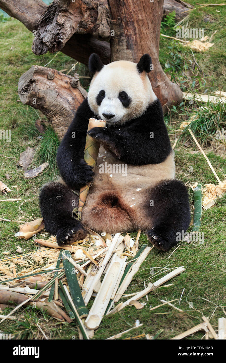 China's national treasure giant panda Stock Photo - Alamy