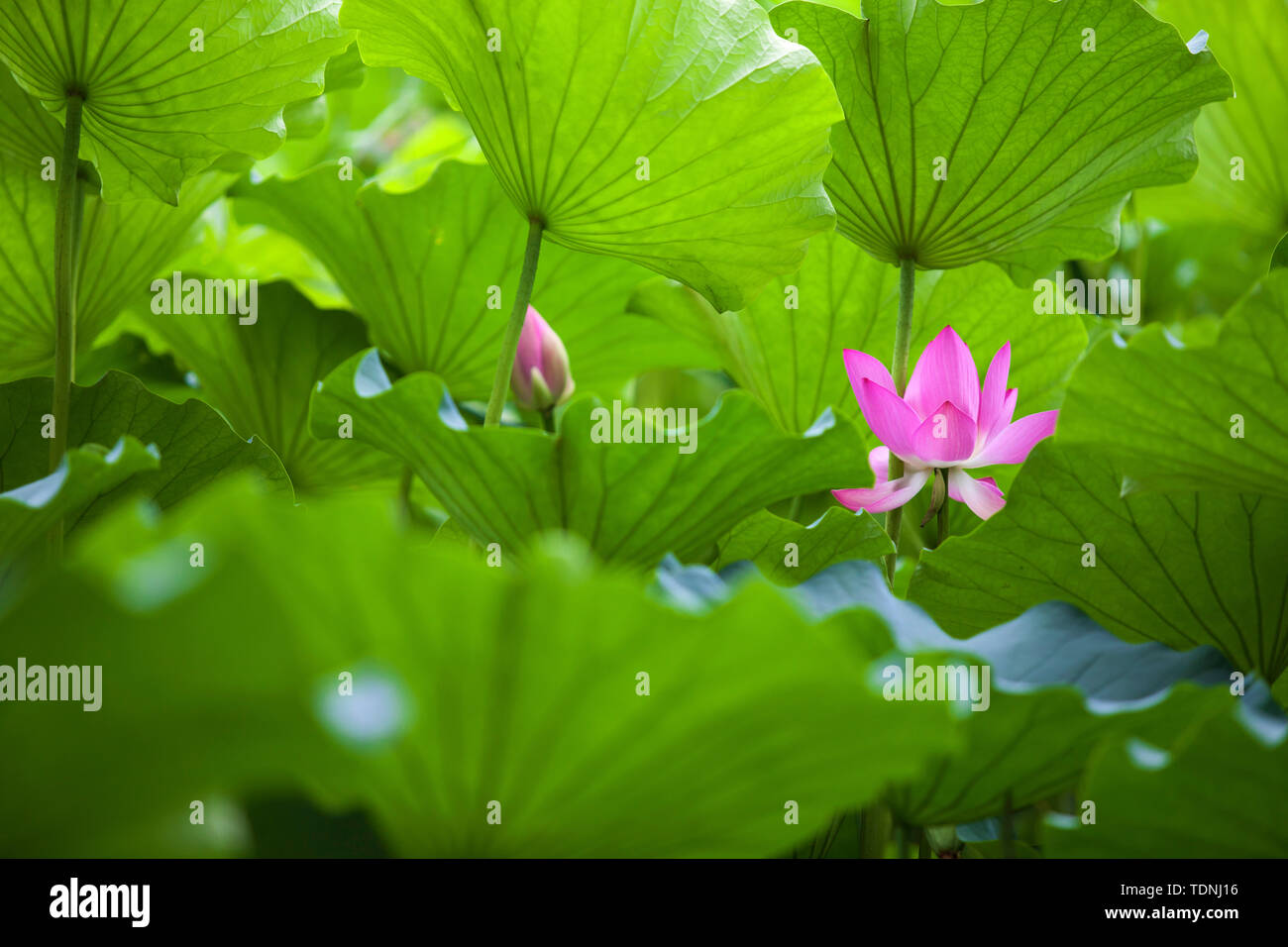 Summer lotus in foreign countries hi-res stock photography and images ...