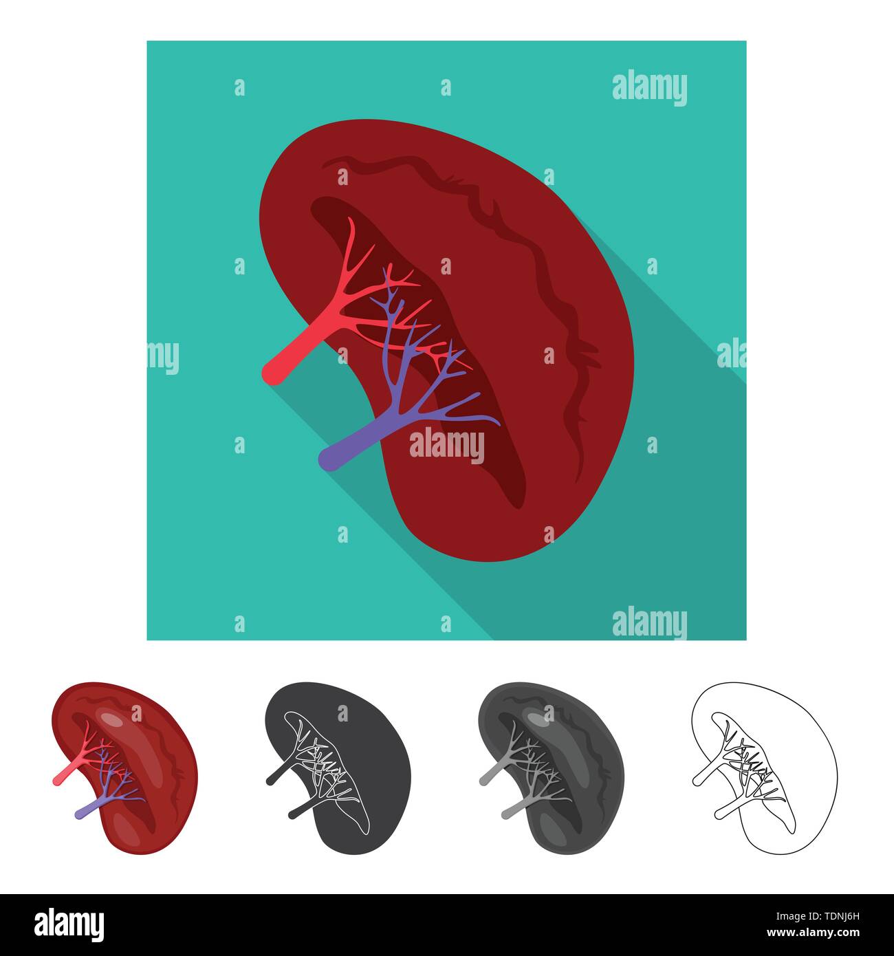 kidney,urinary,beans,transplant,stones,diagram,disease,donation,biology ...