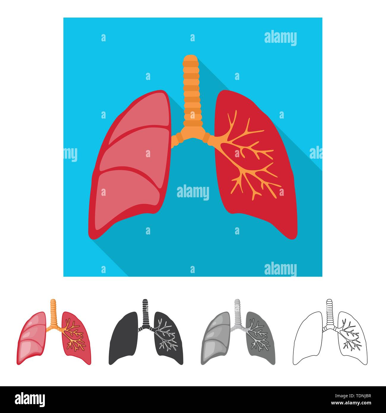 lung,trachea,pulmonary,artery,respiratory,system,body,disease,infection ...