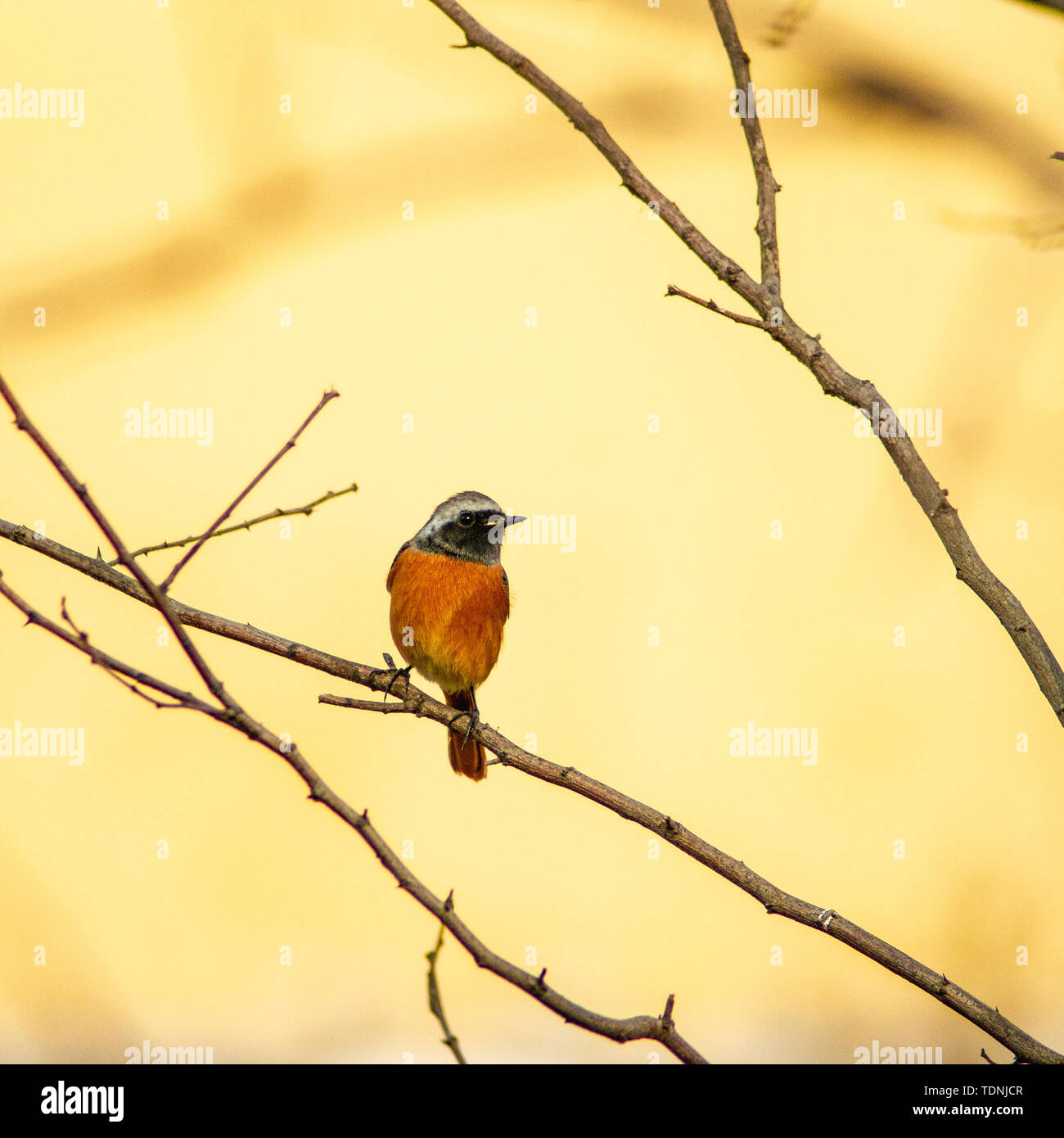 Snapping beak hi-res stock photography and images - Alamy