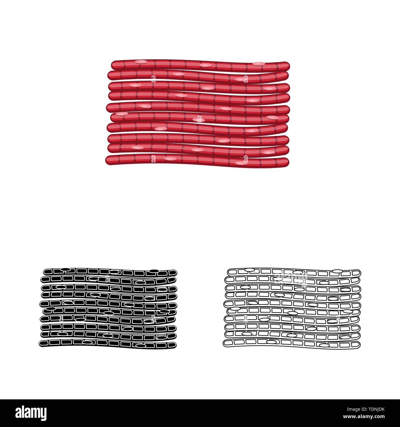 Vector illustration of fiber and muscular symbol. Collection of fiber ...