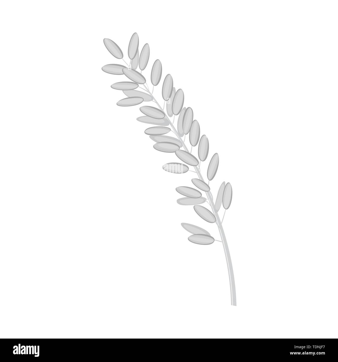 Vector illustration of spikelet and rice logo. Collection of spikelet ...