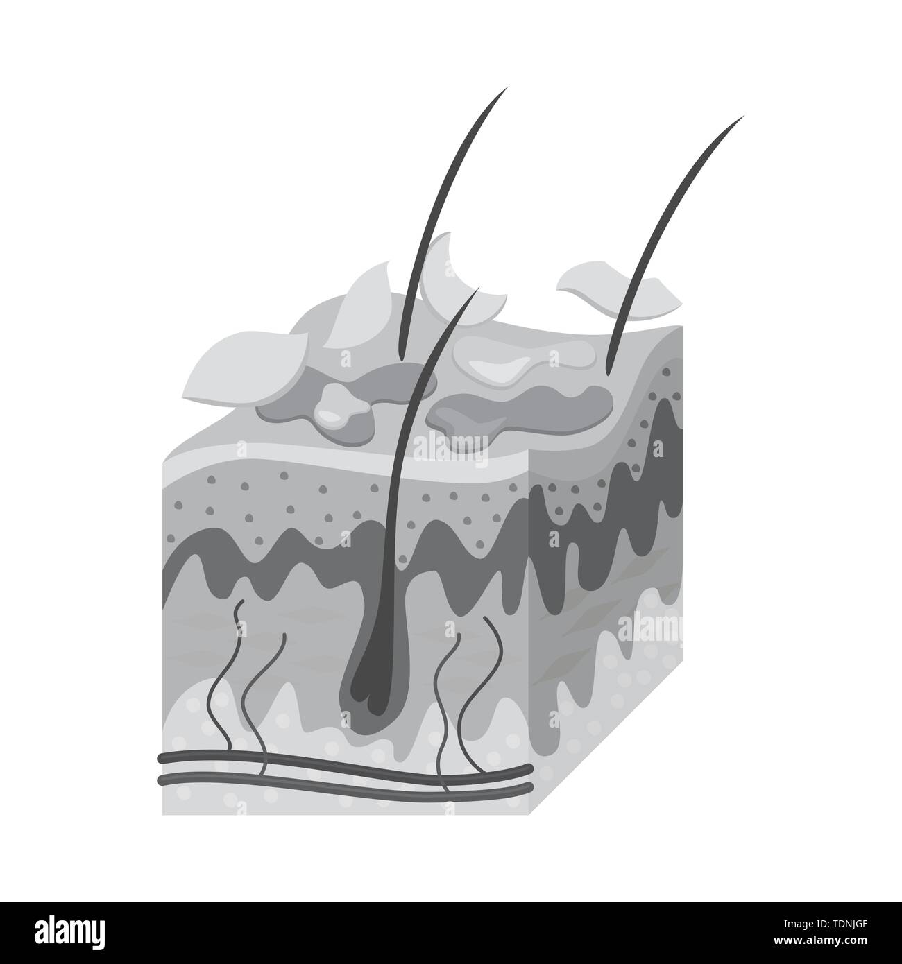 Vector illustration of skin and epidermis logo. Collection of skin and ...