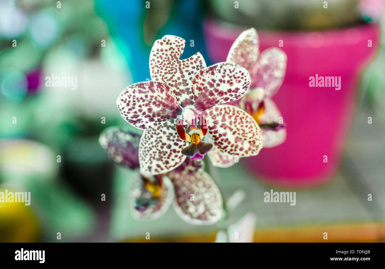 Close up of a purple spotted orchid flower Stock Photo - Alamy