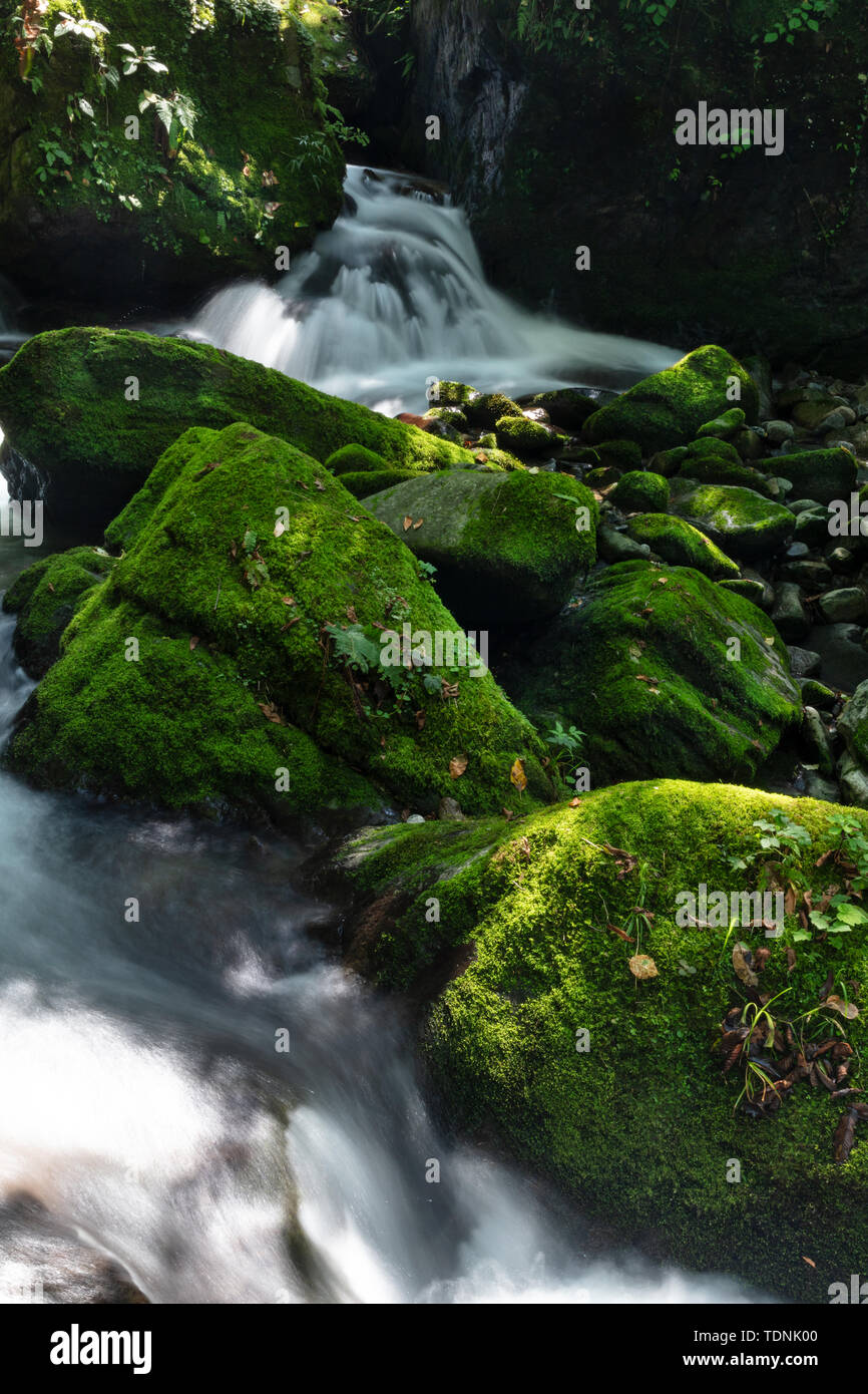 Deep mountain moss flowing water Stock Photo - Alamy