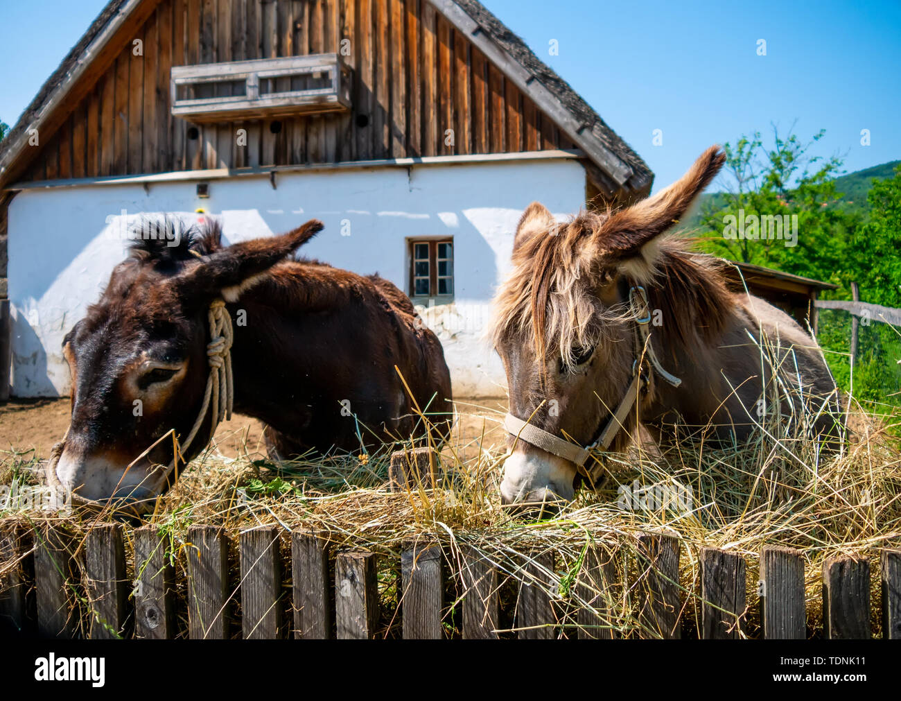 Donkey eating hay hi-res stock photography and images - Alamy