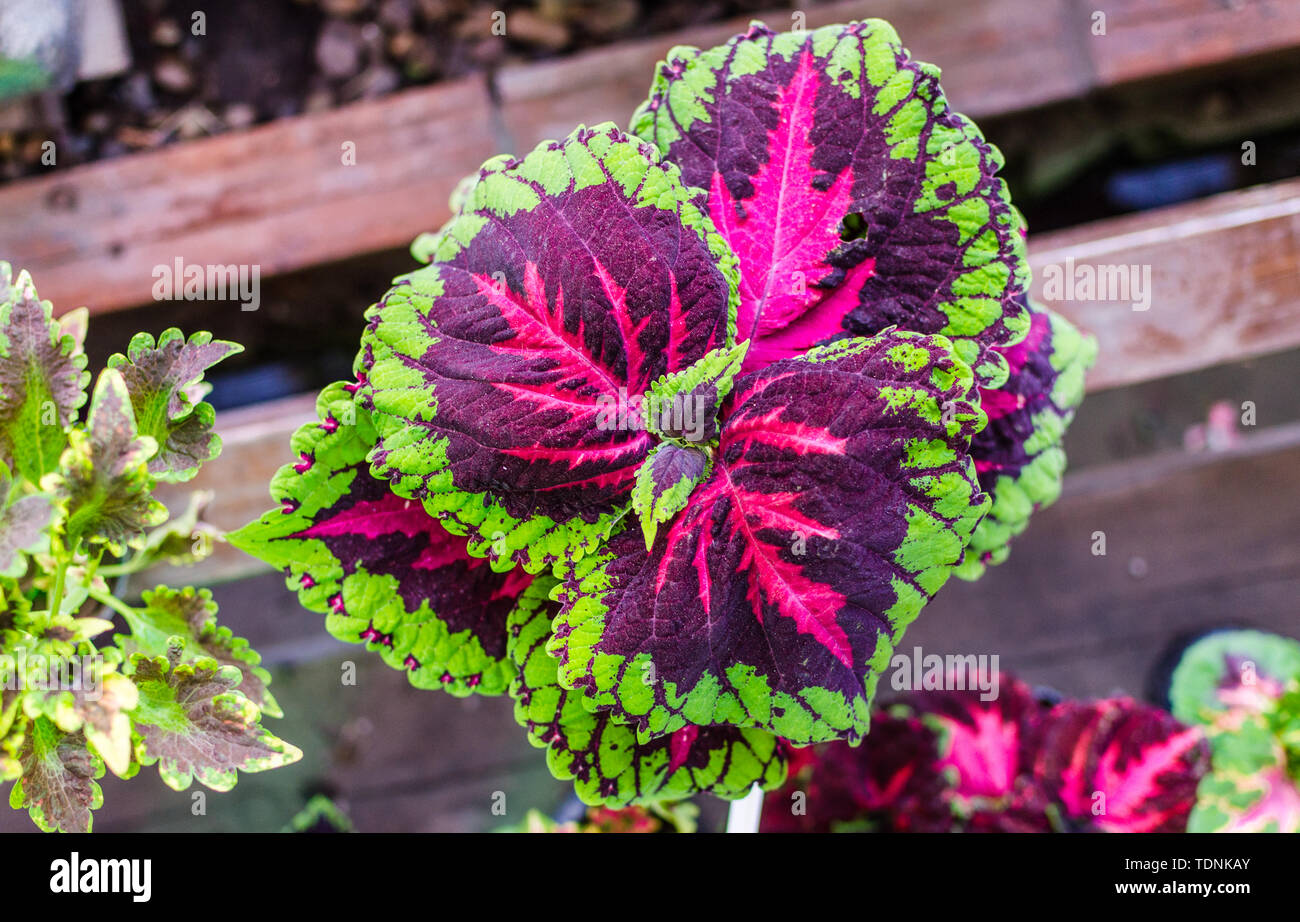 Coleus purple hi-res stock photography and images - Alamy