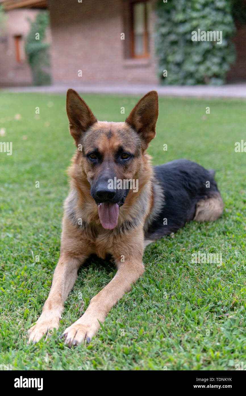 A beautiful Sherman Shepherd Dog lays on the green grass Stock Photo ...