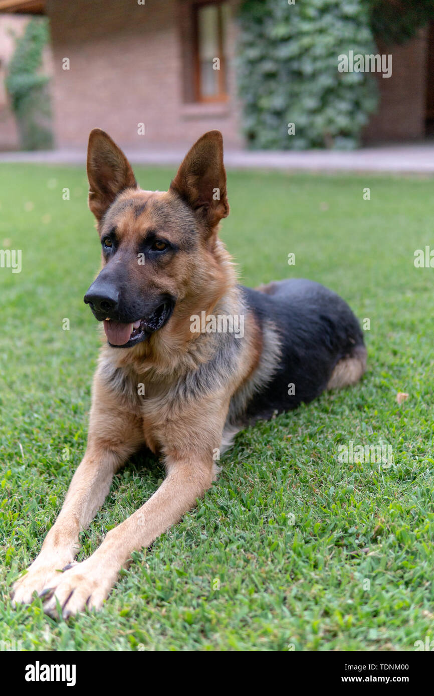 A beautiful Sherman Shepherd Dog lays on the green grass Stock Photo ...