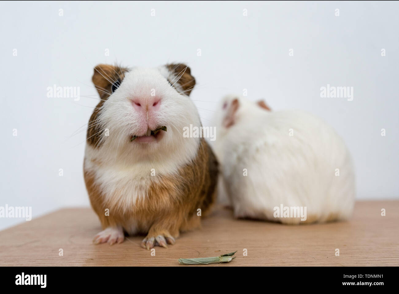 Pig portraits hi-res stock photography and images - Alamy