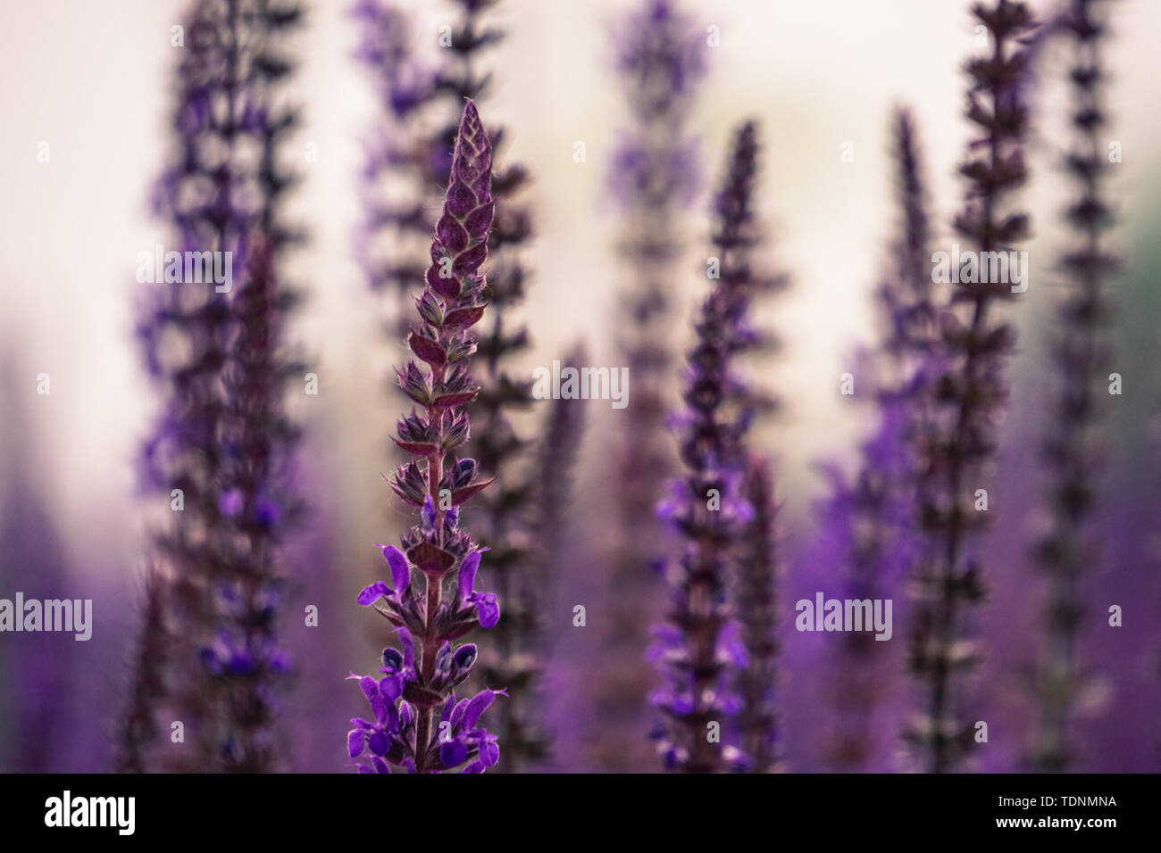 Sea of lavender flowers Stock Photo - Alamy
