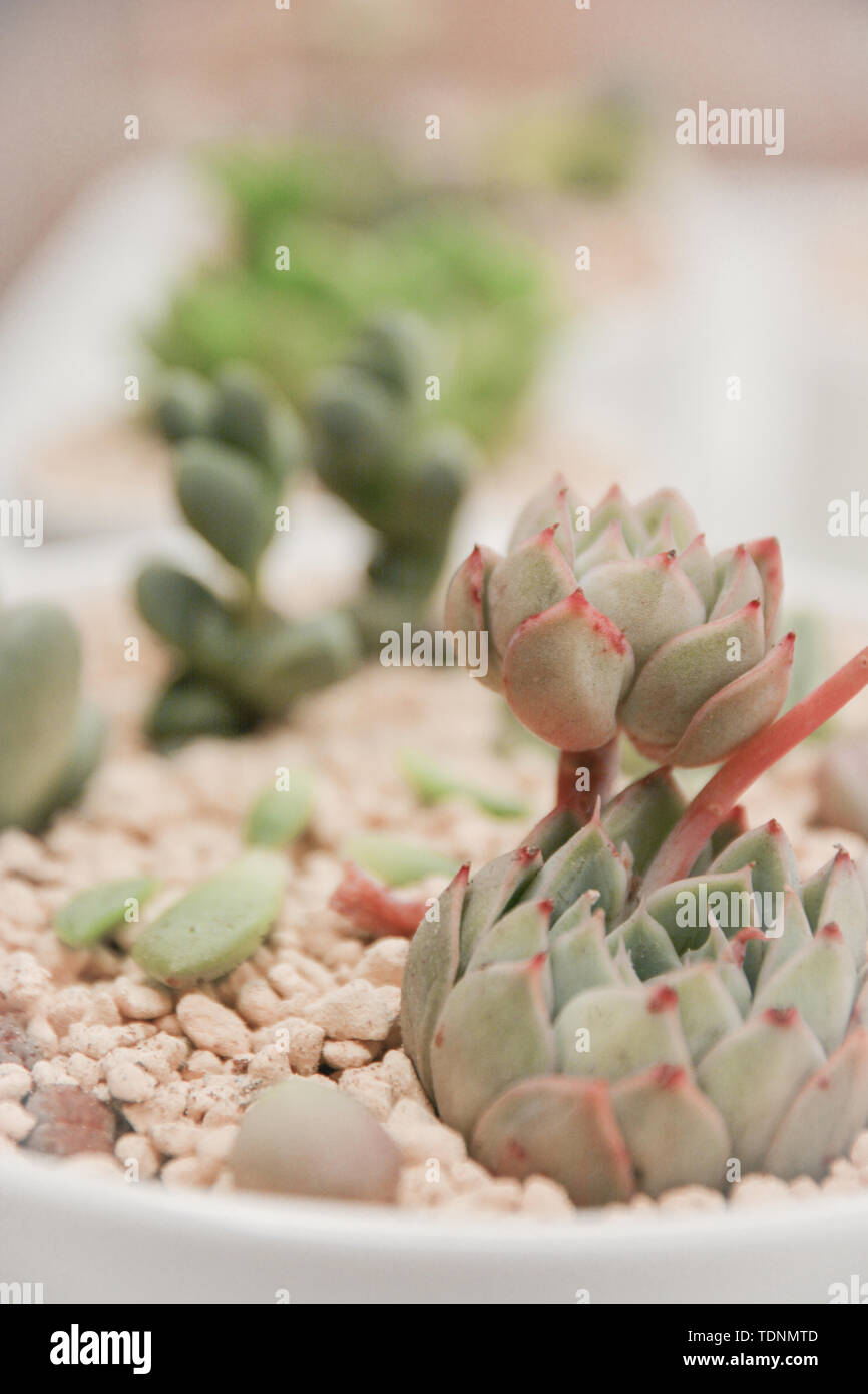 The fleshy plant, the moon fairy that is having a flower sword Stock ...