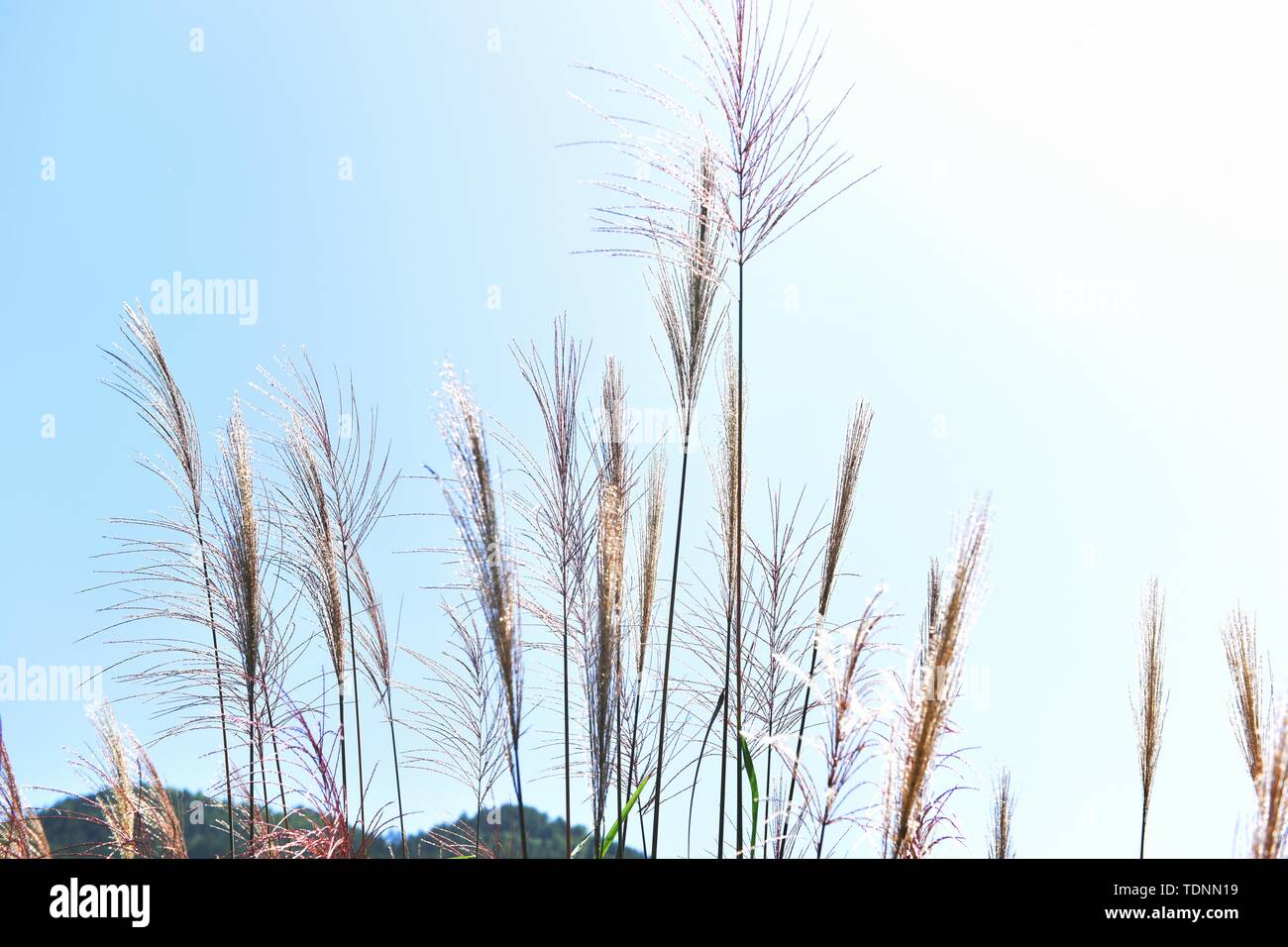 Reed hd hi-res stock photography and images - Alamy