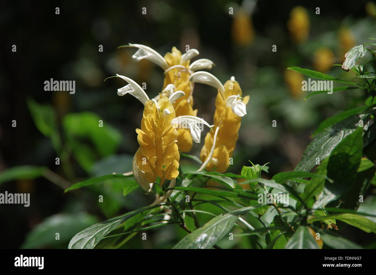 Golden bud hi-res stock photography and images - Alamy