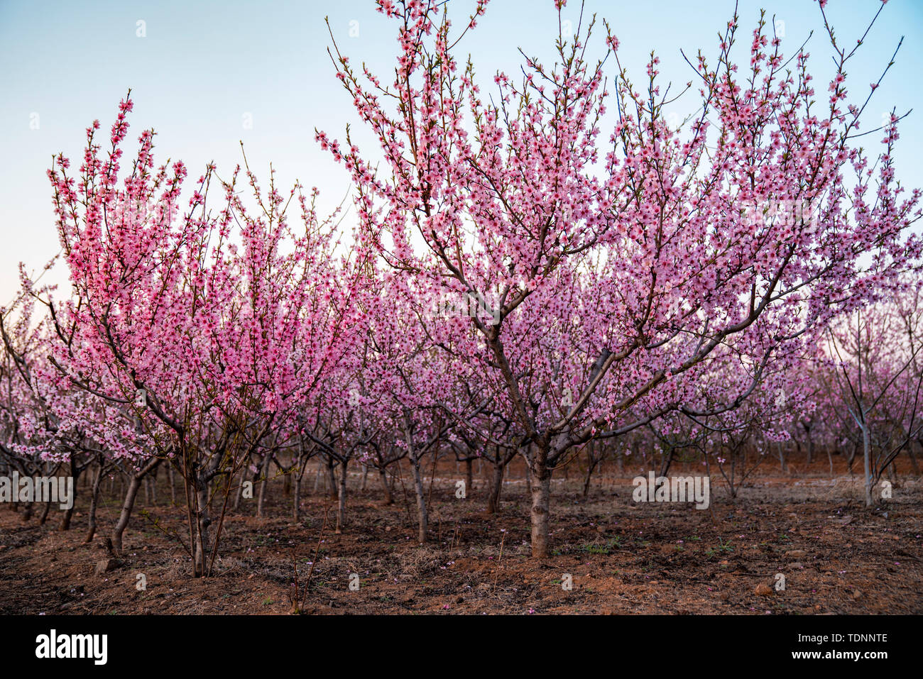 peach blossom forest Stock Photo - Alamy