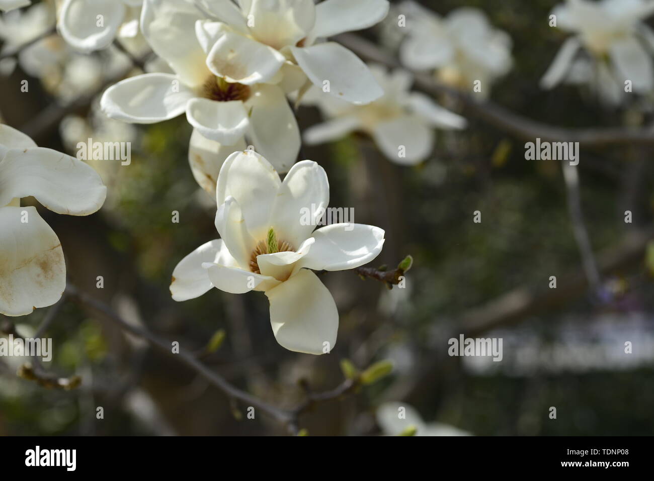 Peach blossom magnolia in spring Stock Photo - Alamy