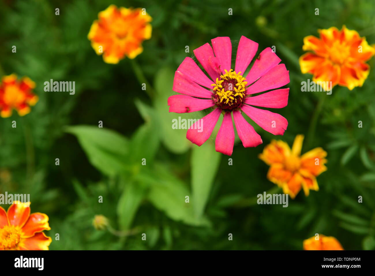 Photos of flowers Stock Photo - Alamy