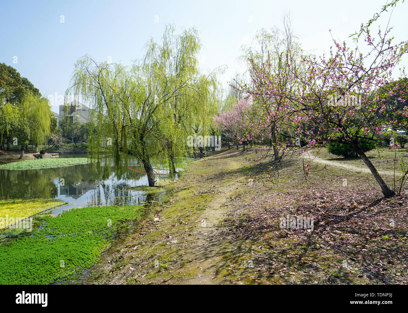 Spring flower season Stock Photo - Alamy