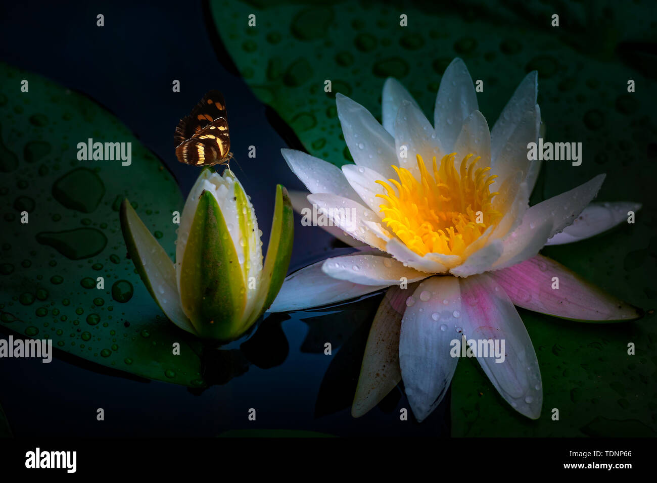 Creative lotus, unique beauty, love overflowing picture, artistic ...