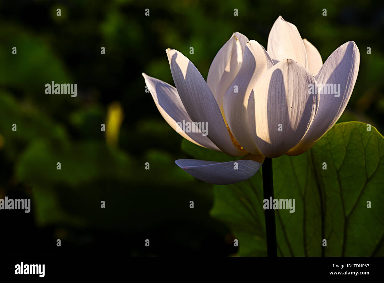 Light and shadow lotus Stock Photo - Alamy