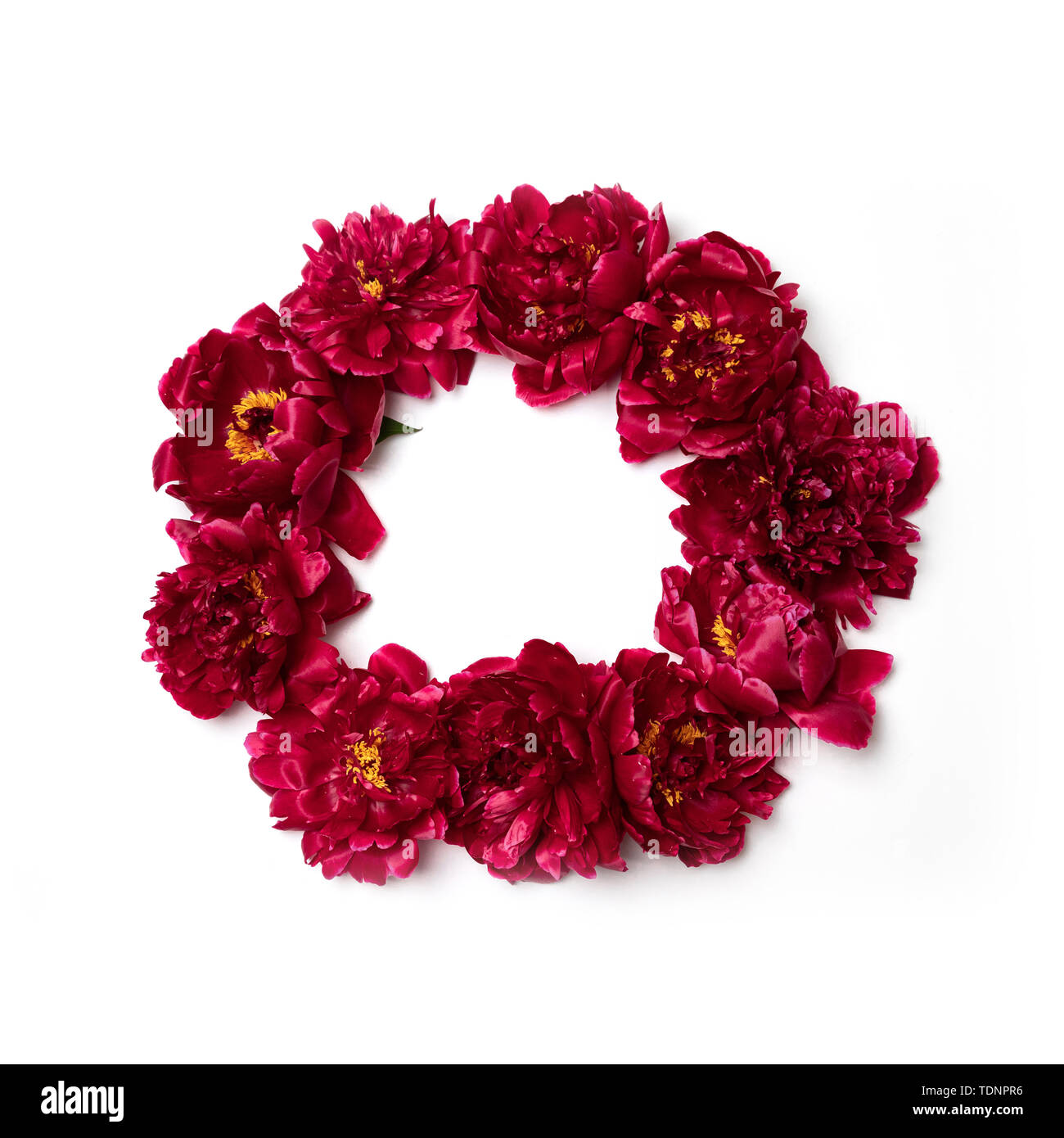 Frame made of red peony flowers with copy space for text on white ...