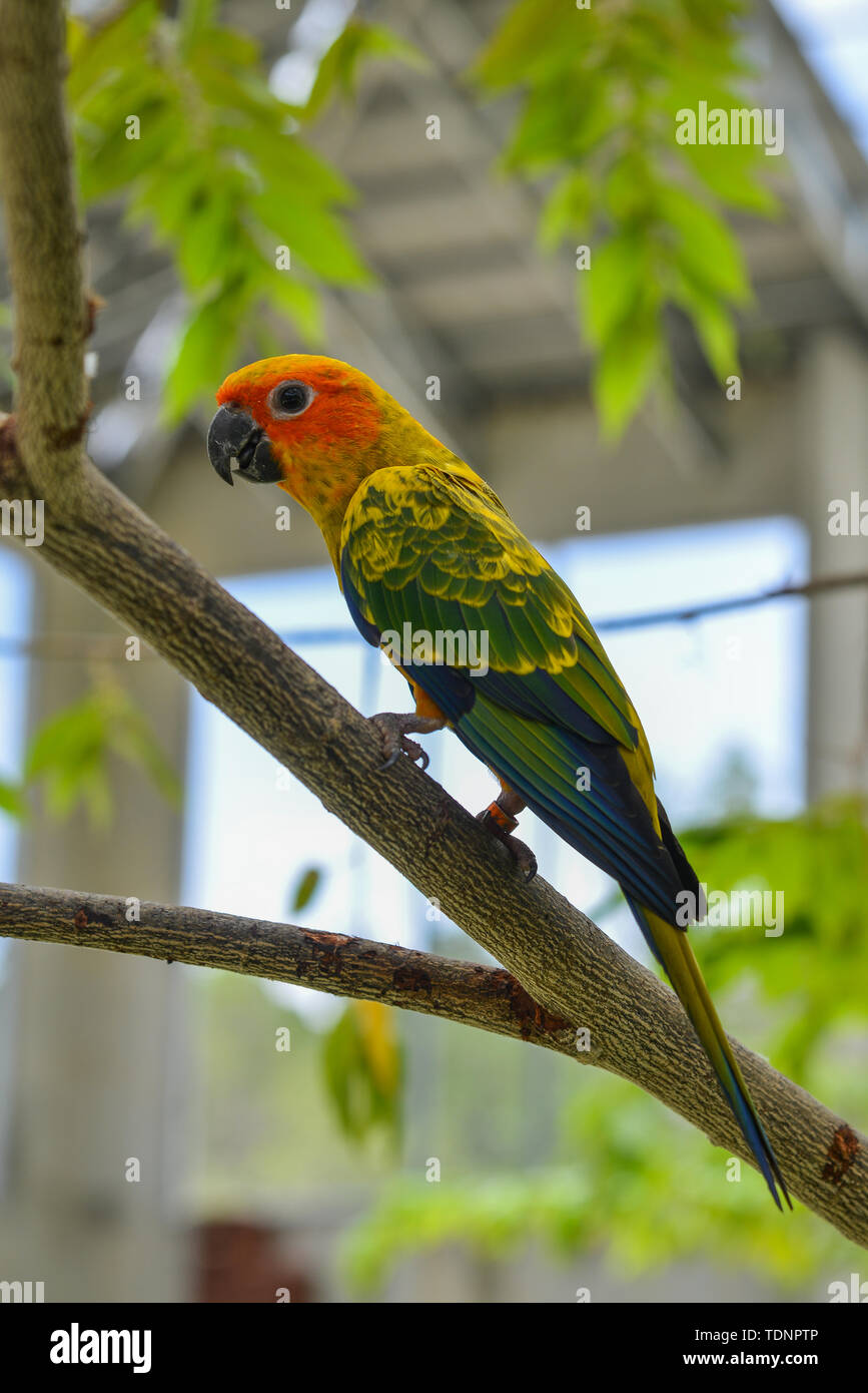 Colorful parrots at botanic garden on Langkawi Island, Malaysia Stock ...