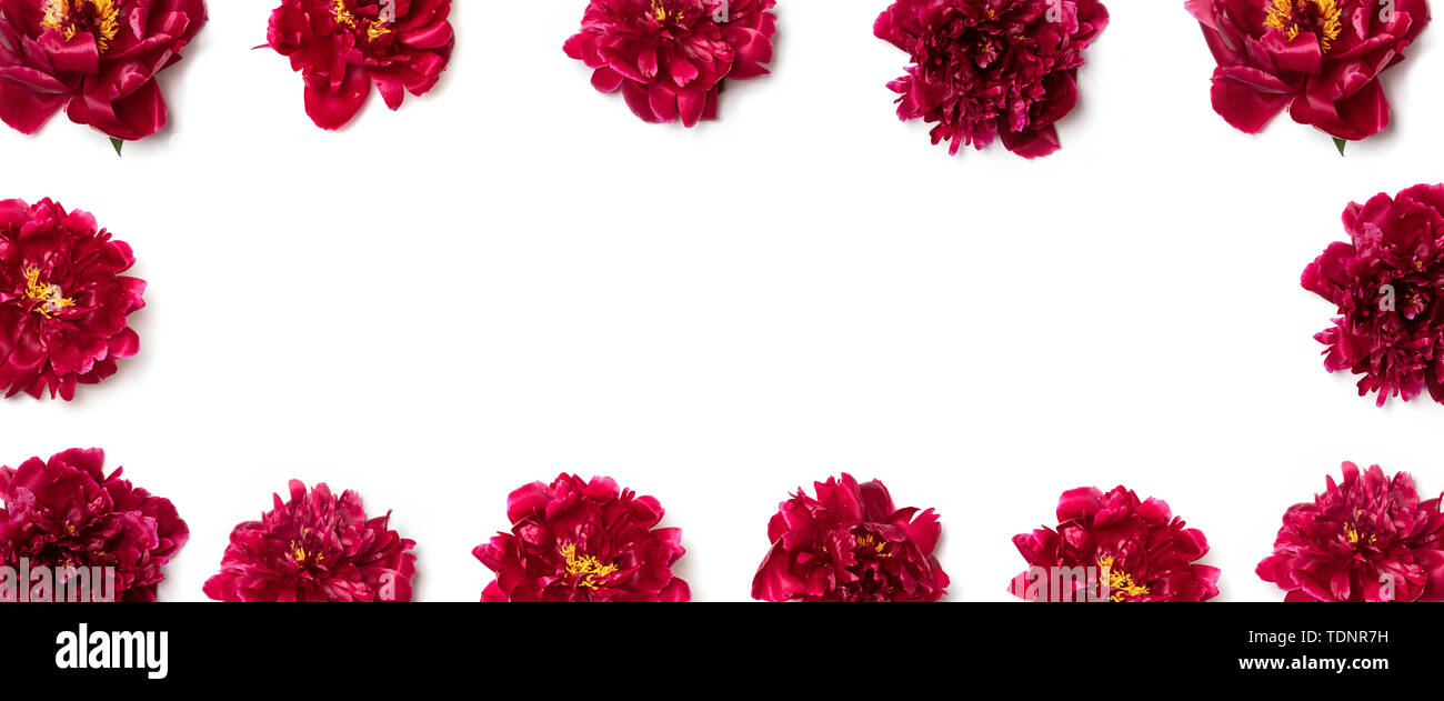 Creative layout made of red peony flowers on a white background Stock ...