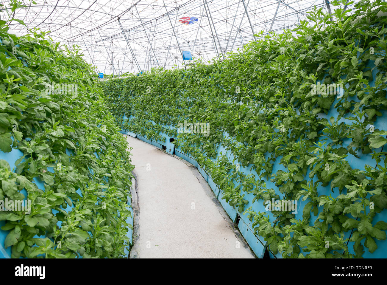 Soil-free cultivation techniques Stock Photo - Alamy