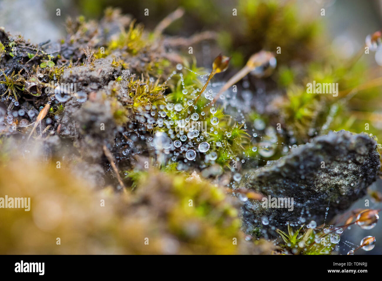 Dew on moss Stock Photo - Alamy