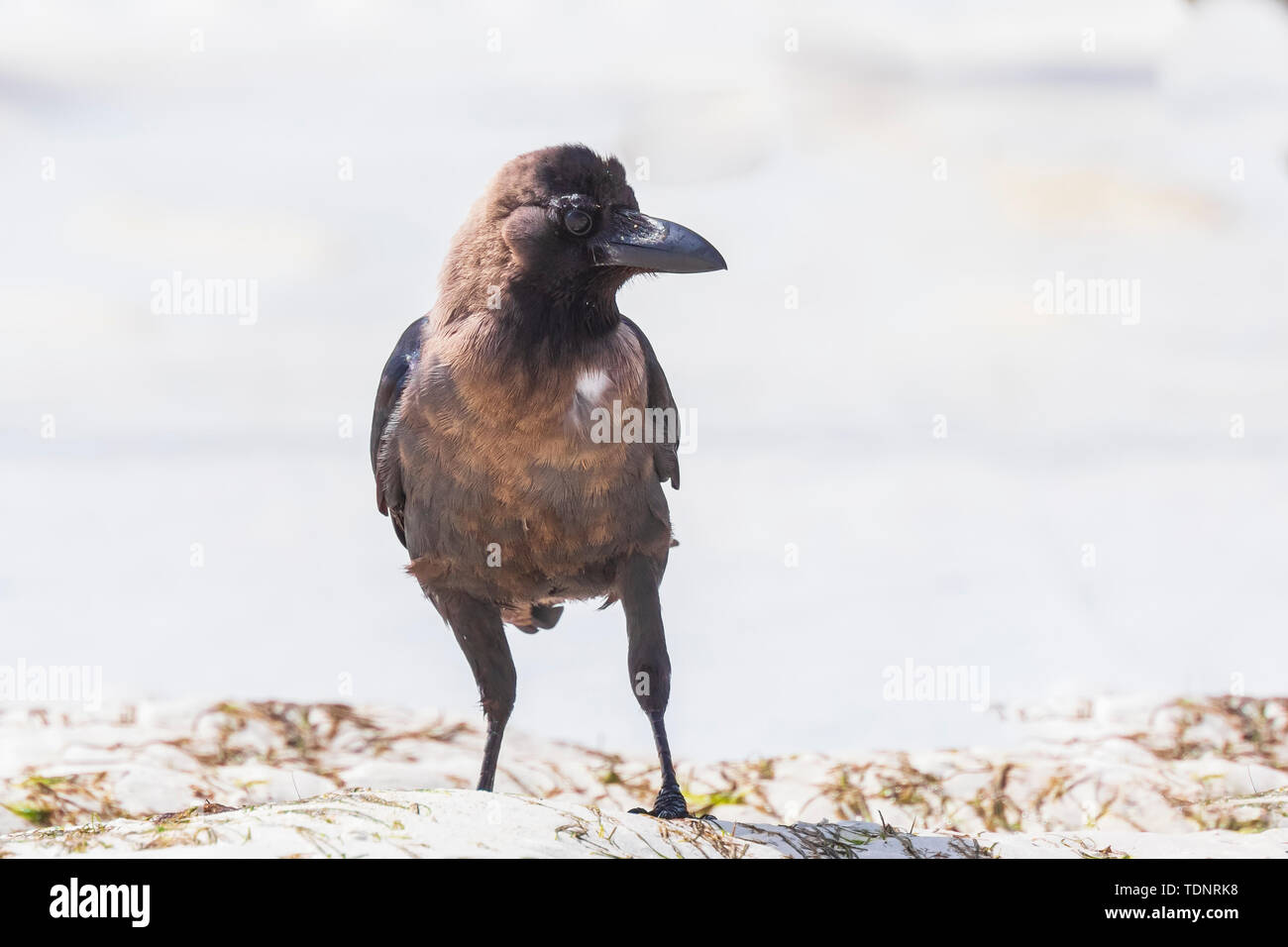 Closeup of a House crow Corvus splendens bird on a white sand beach and ...