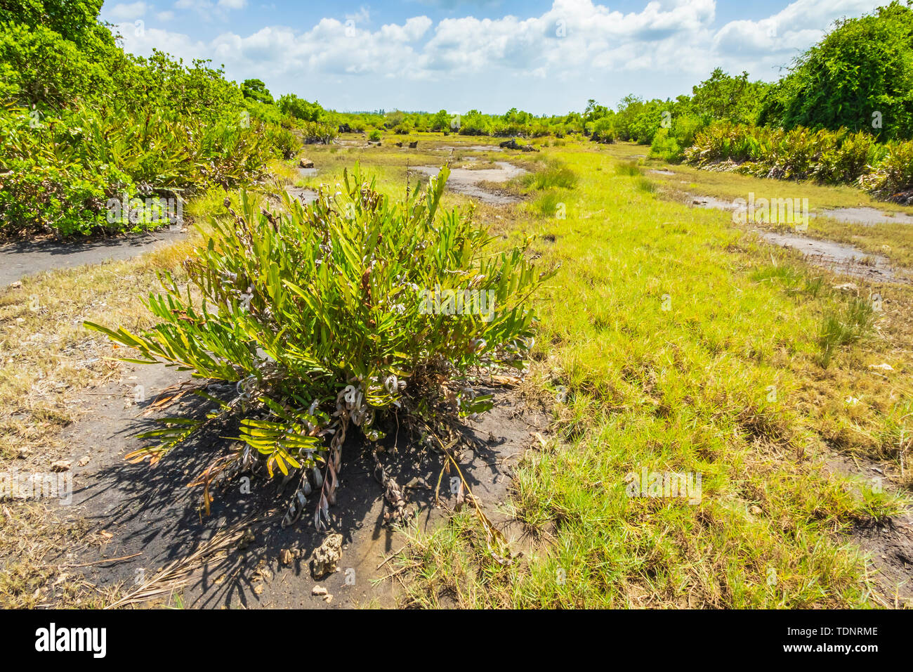 Jungle forest swamp on a clear sunny day Jozani Chwaka Bay National ...