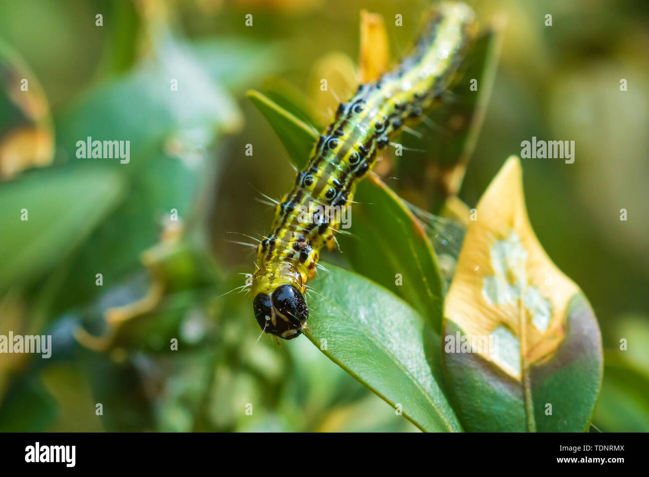Box tree moth, Cydalima perspectalis, an invasive species in Europe and ...