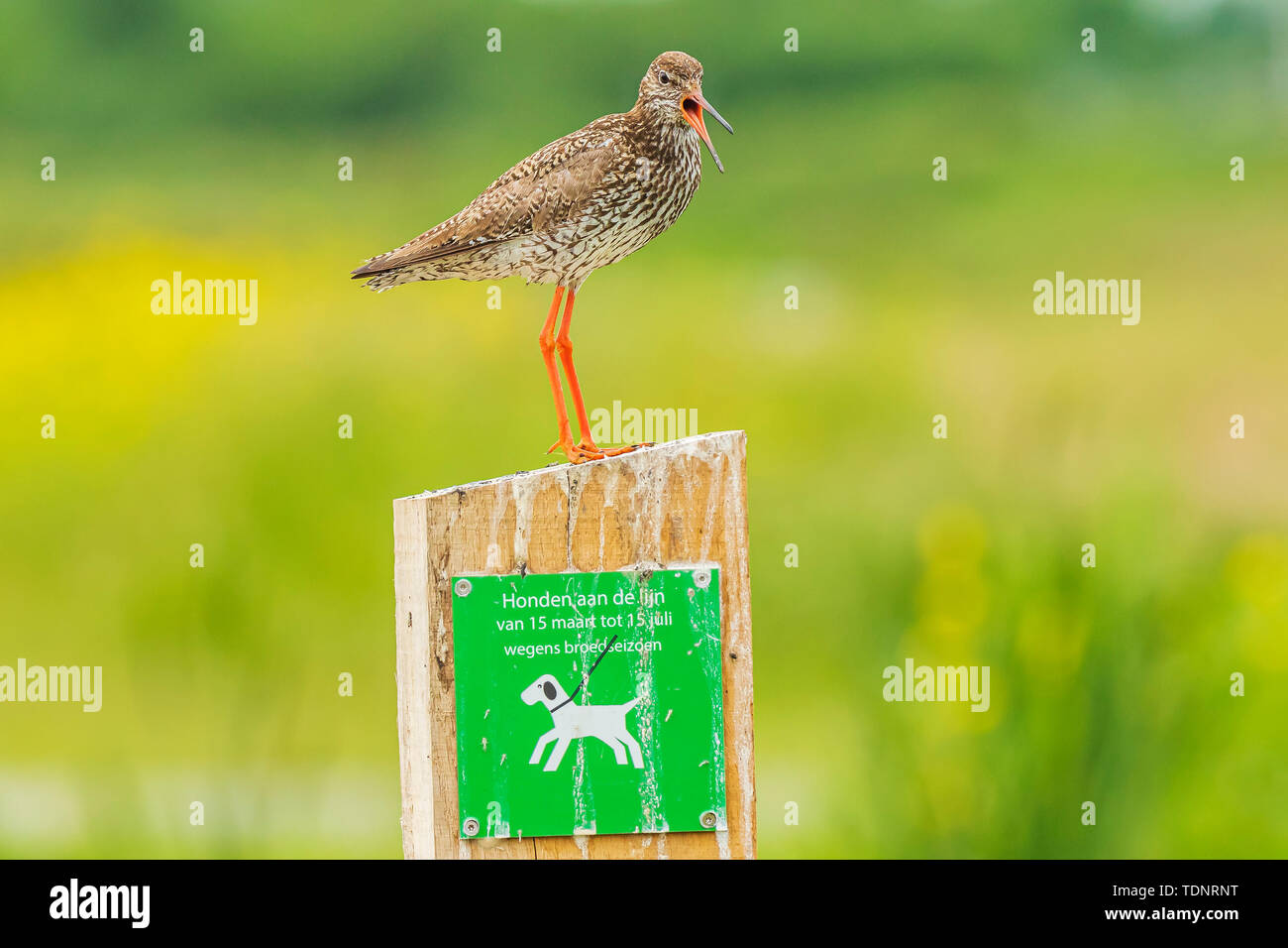 Common law bird hi-res stock photography and images - Alamy