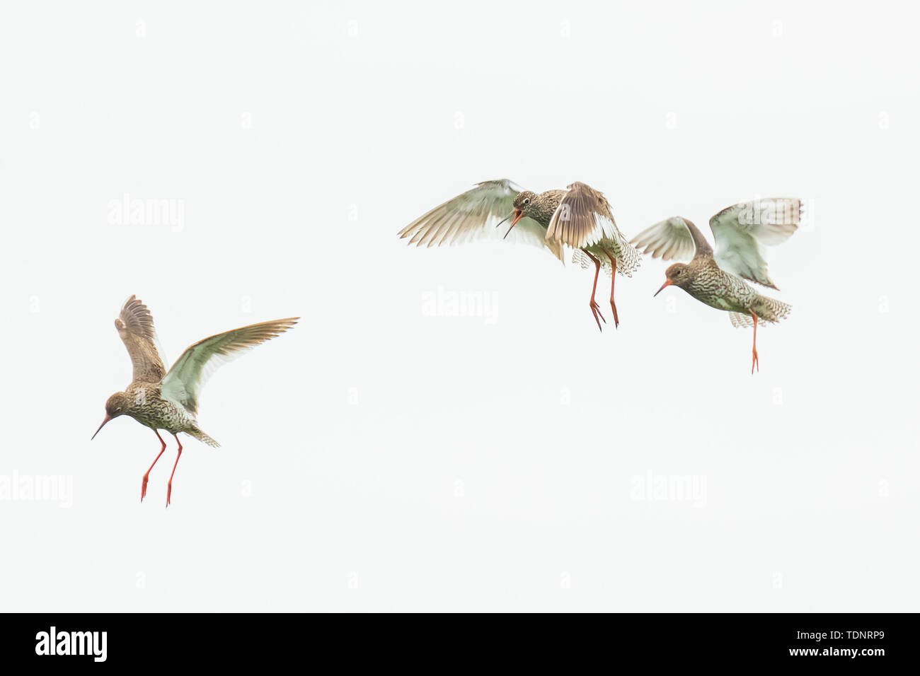 Beautiful common redshank tringa totanus bird flying. These Eurasian ...