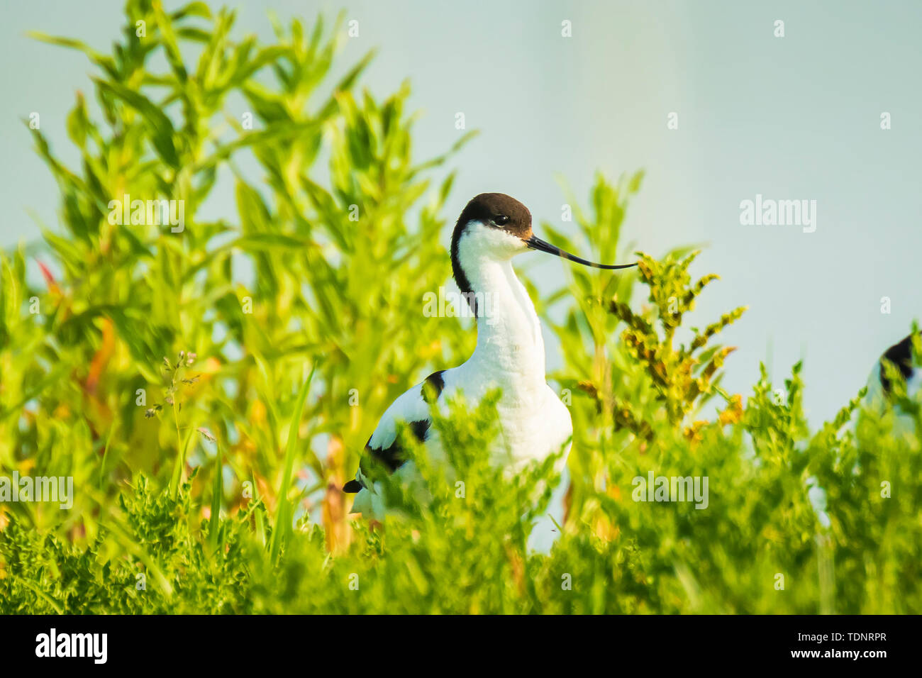 Close-up of a Pied Avocet, Recurvirostra avosetta, standing in the ...