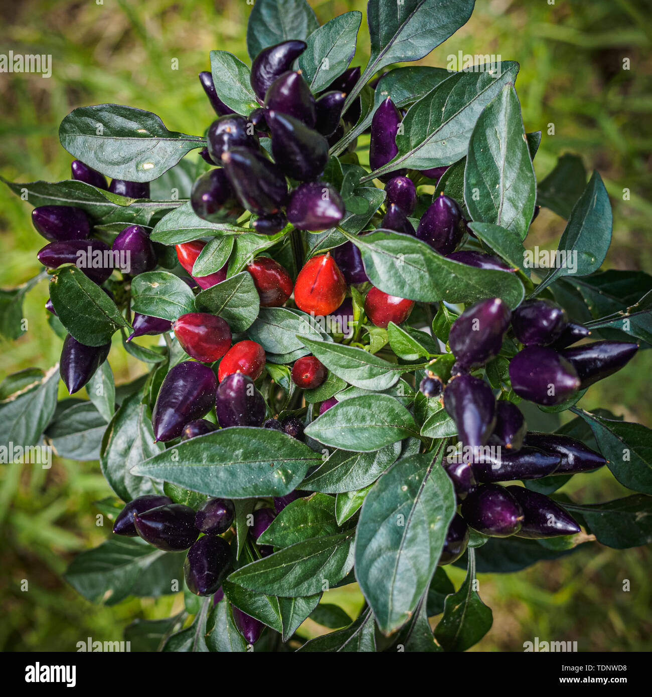 Purple Chili