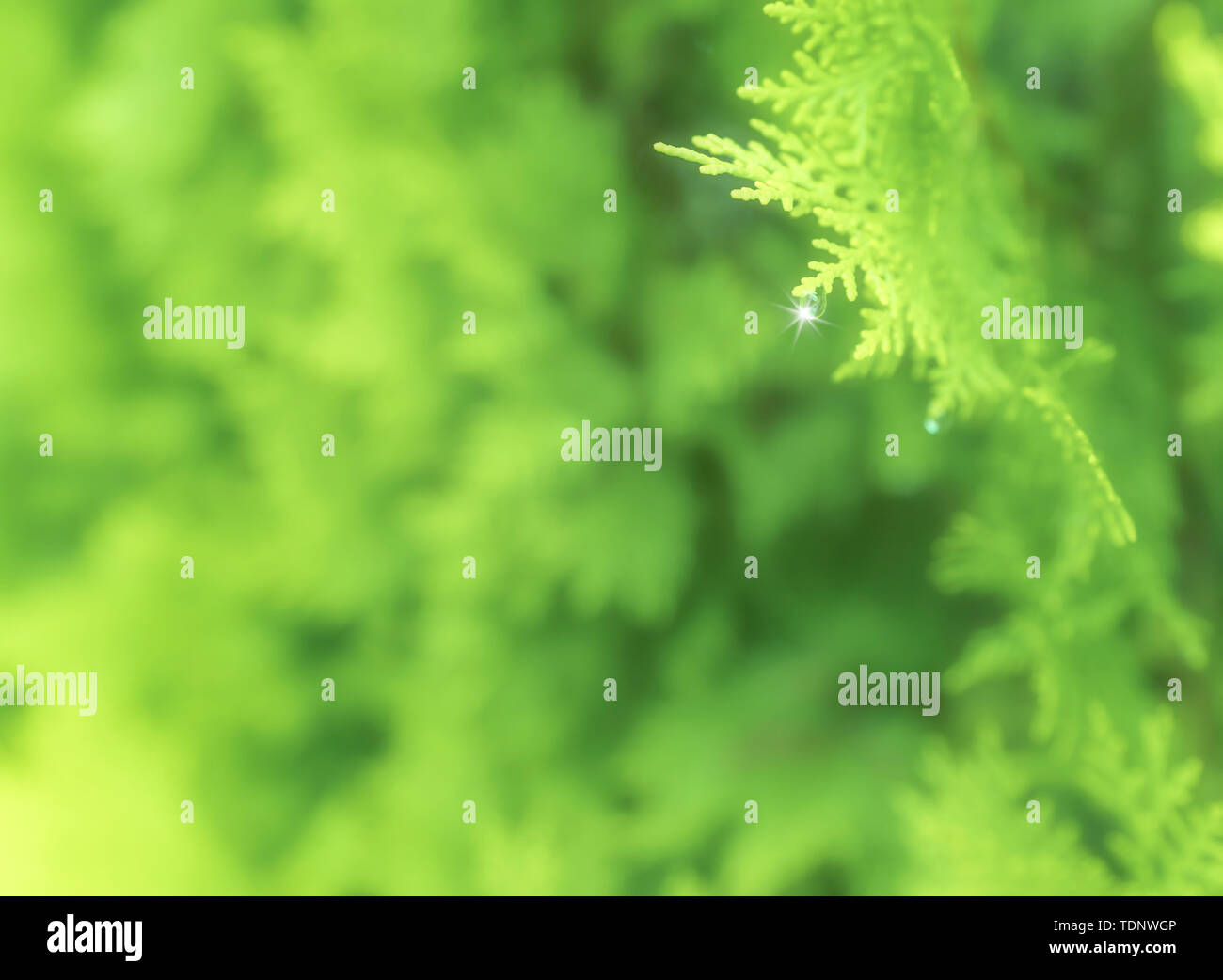 No one green onion outdoors hi-res stock photography and images - Alamy