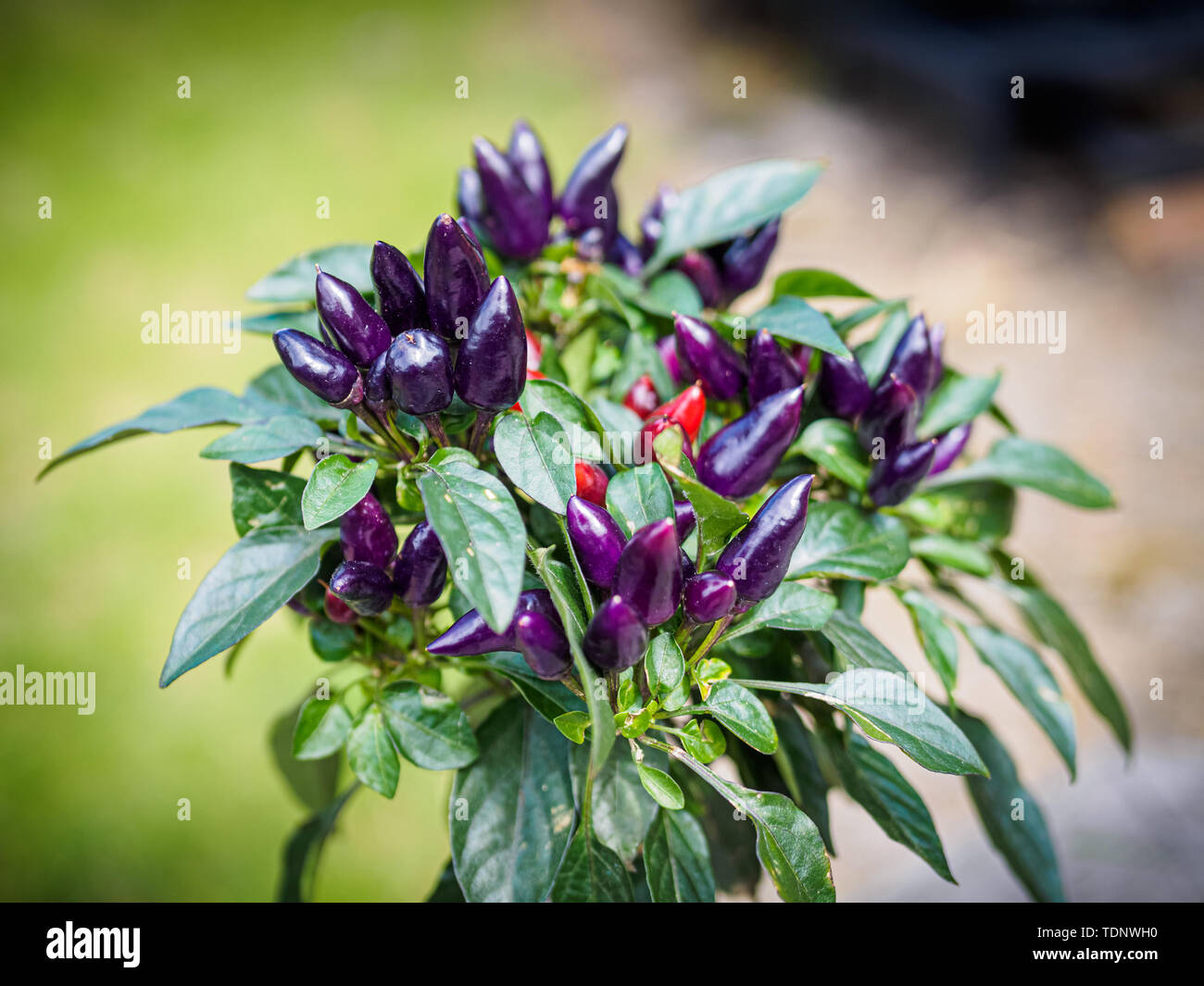 Purple and red chili peppers growing on a plant. Selective focus Stock ...