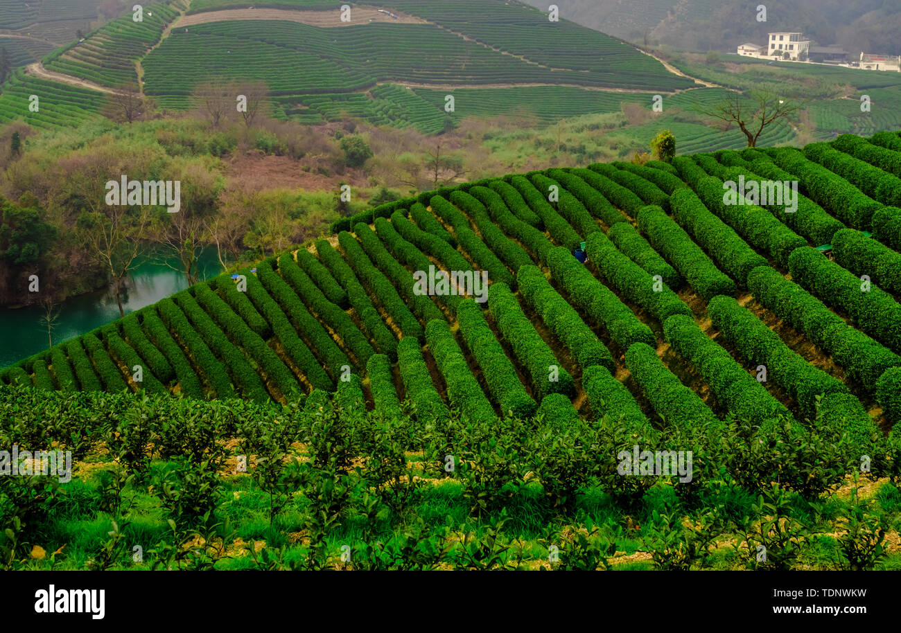 Grazing tea garden hi-res stock photography and images - Alamy