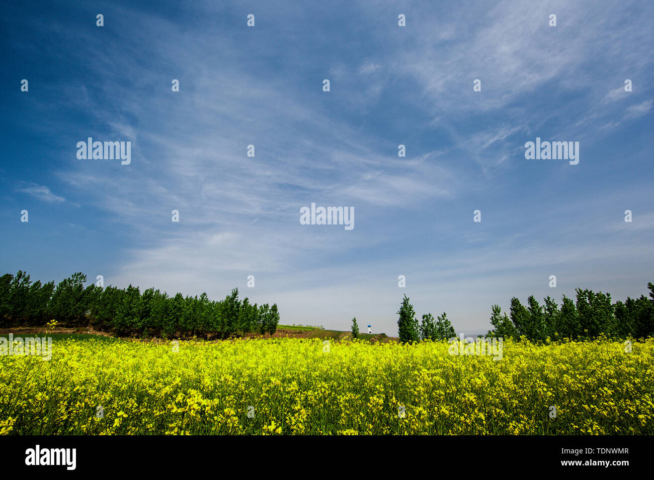 oilfield flower field Stock Photo - Alamy